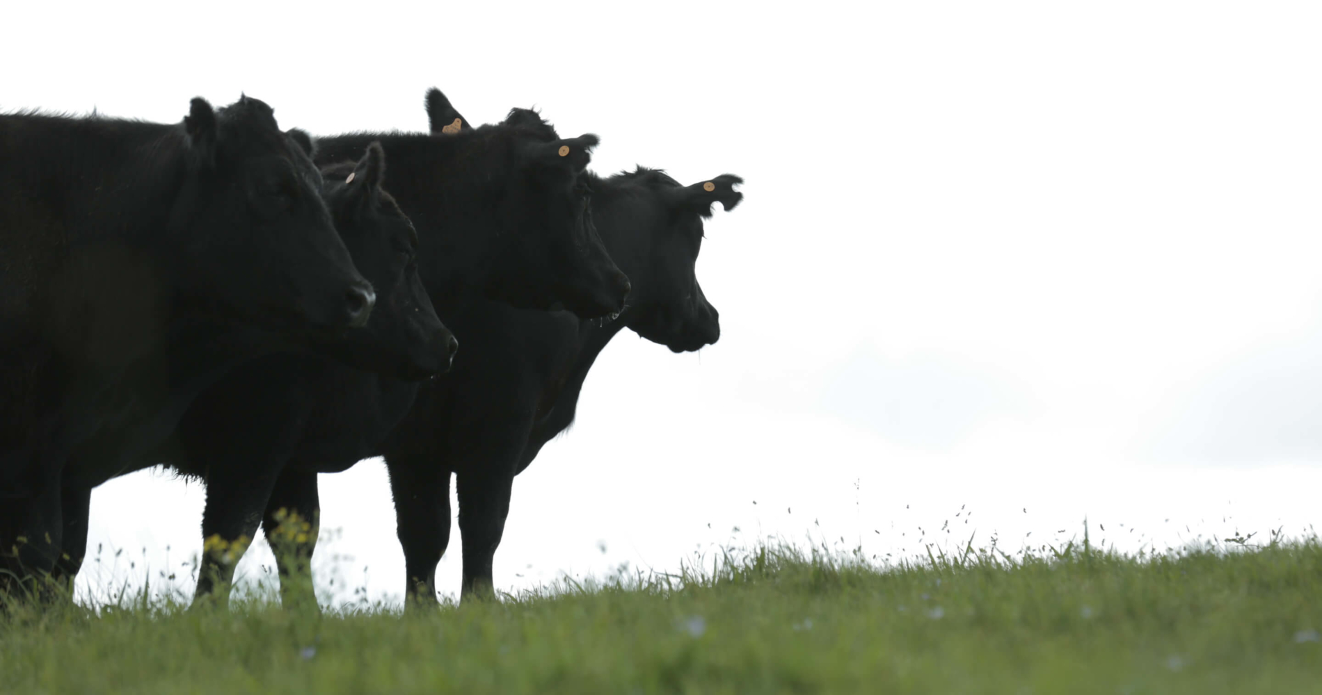 What Is Organic Meat? - Verde Farms