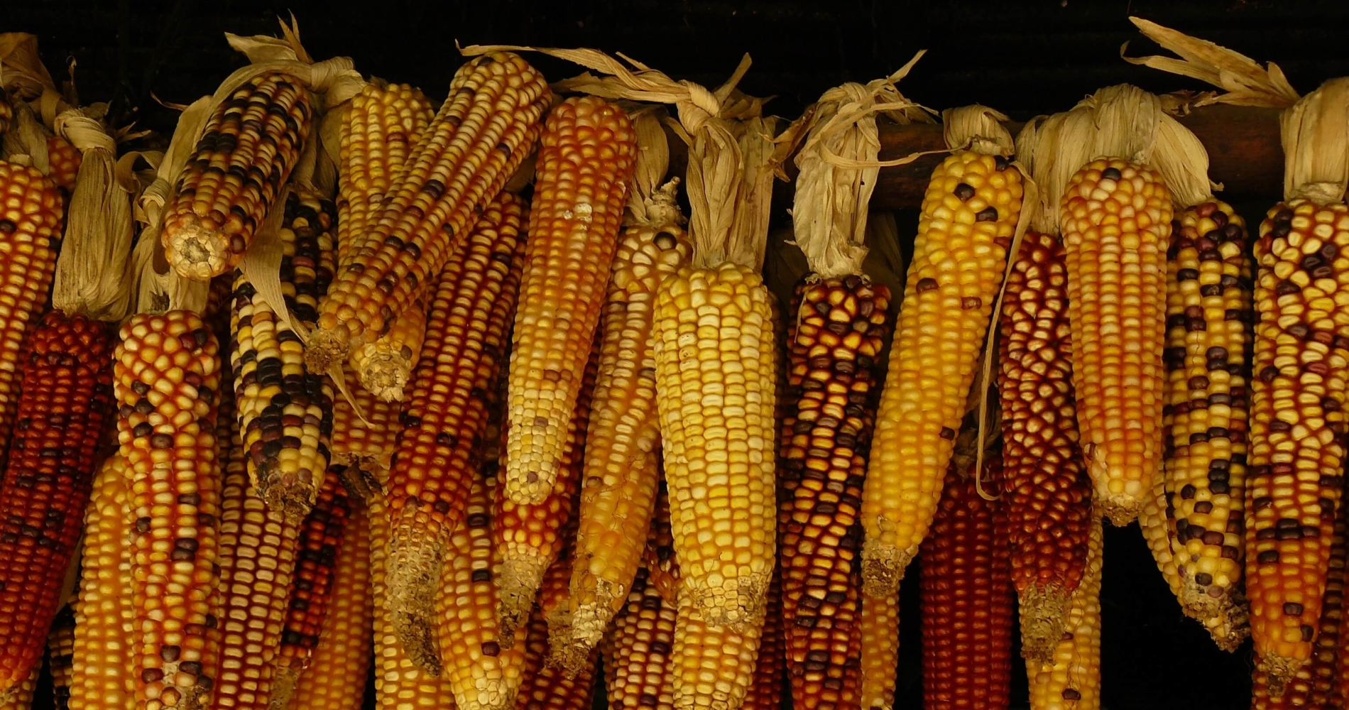 Why Grass-Fed Beef Is A Better Choice for Corn Allergy Sufferers ...